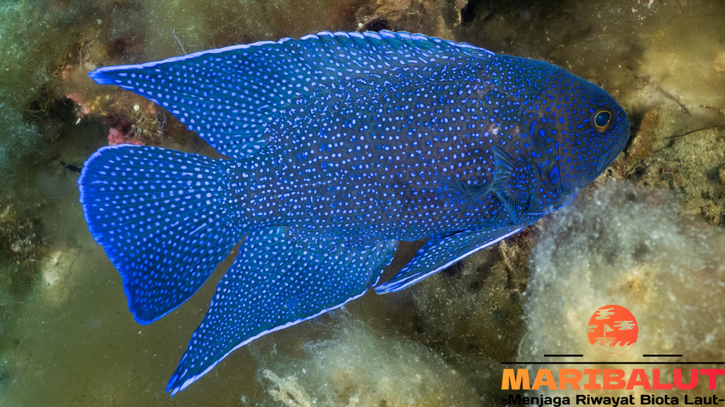 Blue Devil: Ikan Eksotis dengan Warna Menawan